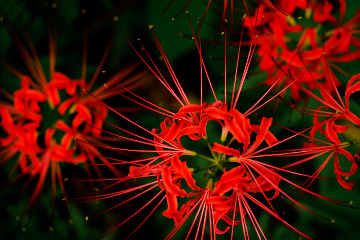 Sparkling Red | GANREF