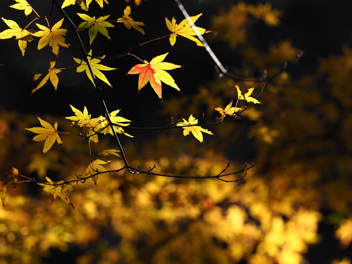 The leaf is half red | GANREF