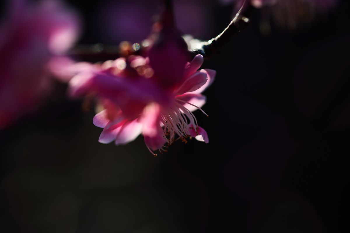 ウメピリカ | GANREF