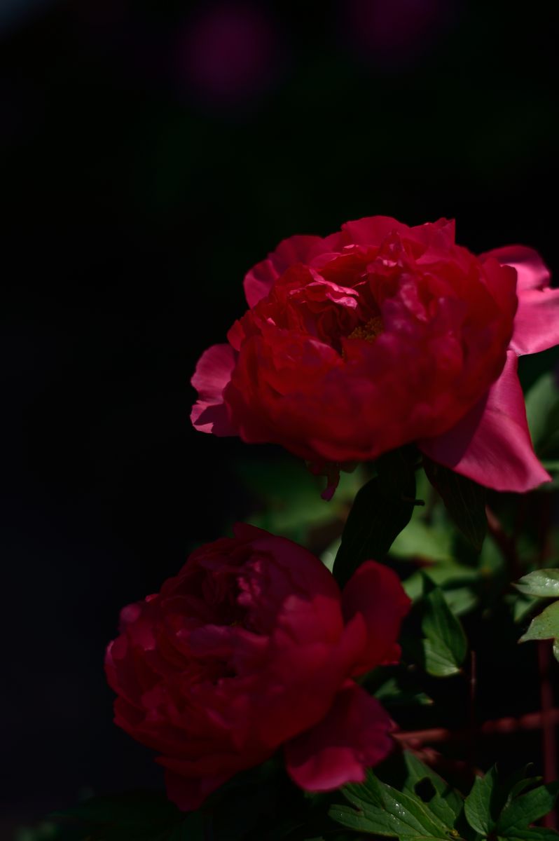 Wine Red Flower | GANREF