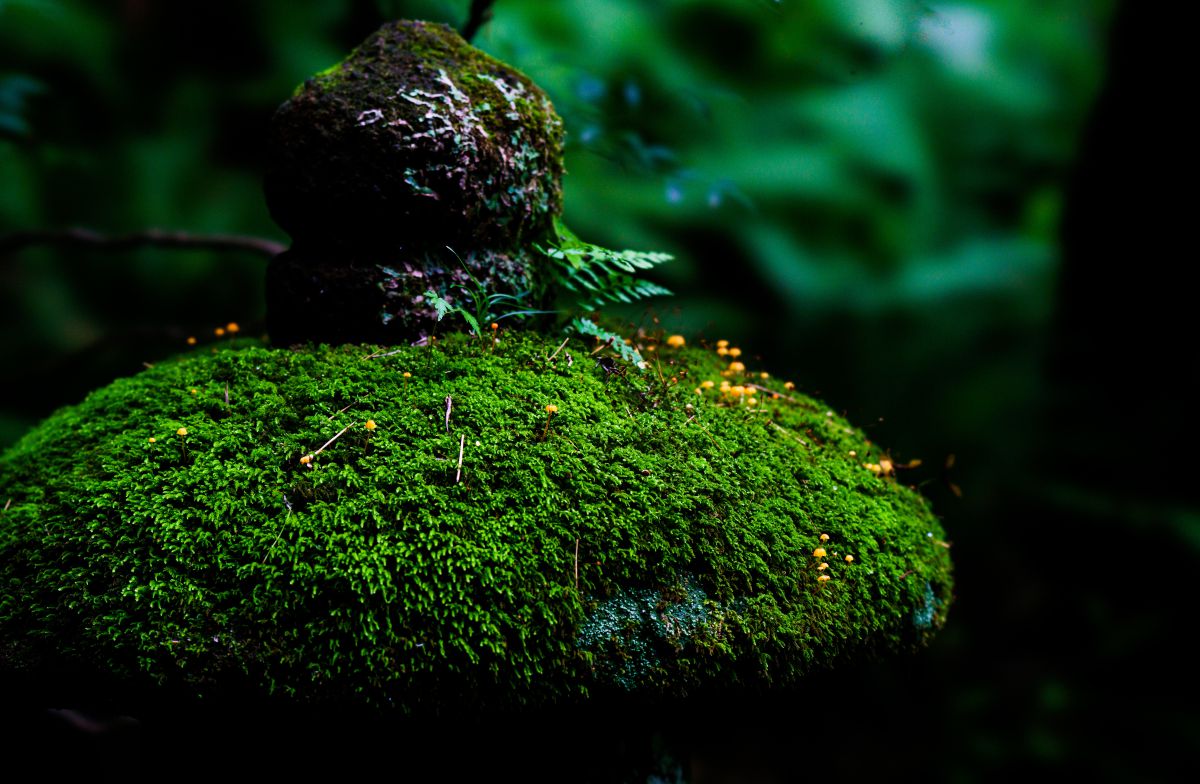 moss & mushroom | GANREF