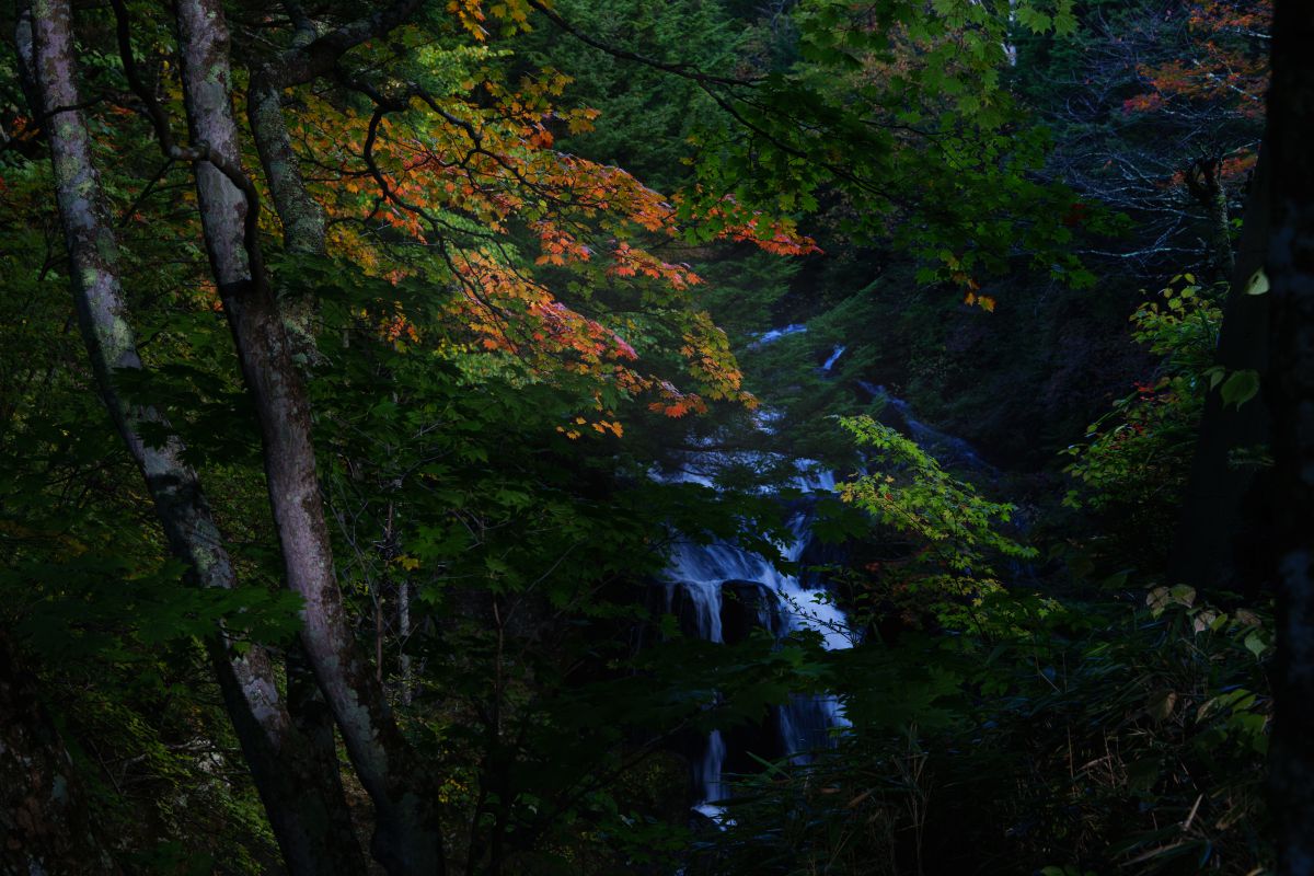 Spot light for Autumn | GANREF