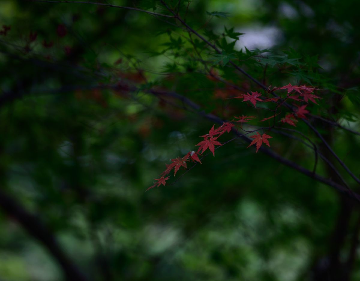 autumn color | GANREF