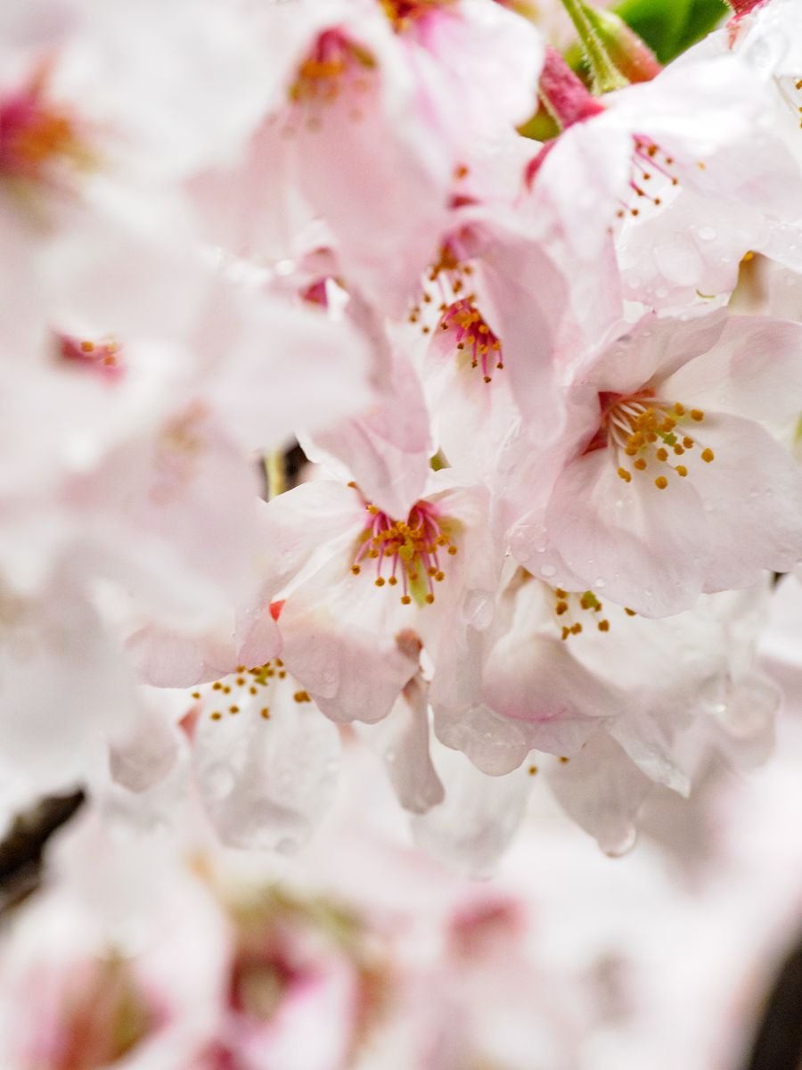 Sakura drop | GANREF