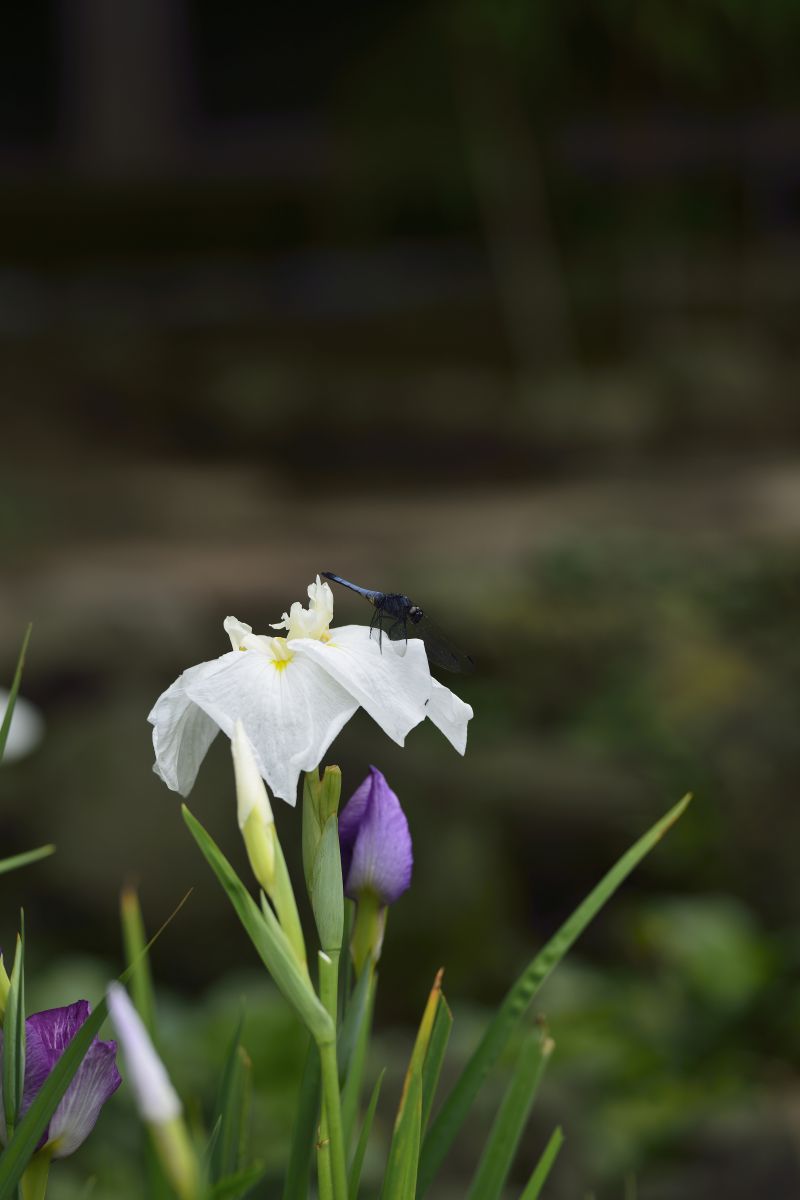 Orthetrum albistylum speciosum and Iris | GANREF