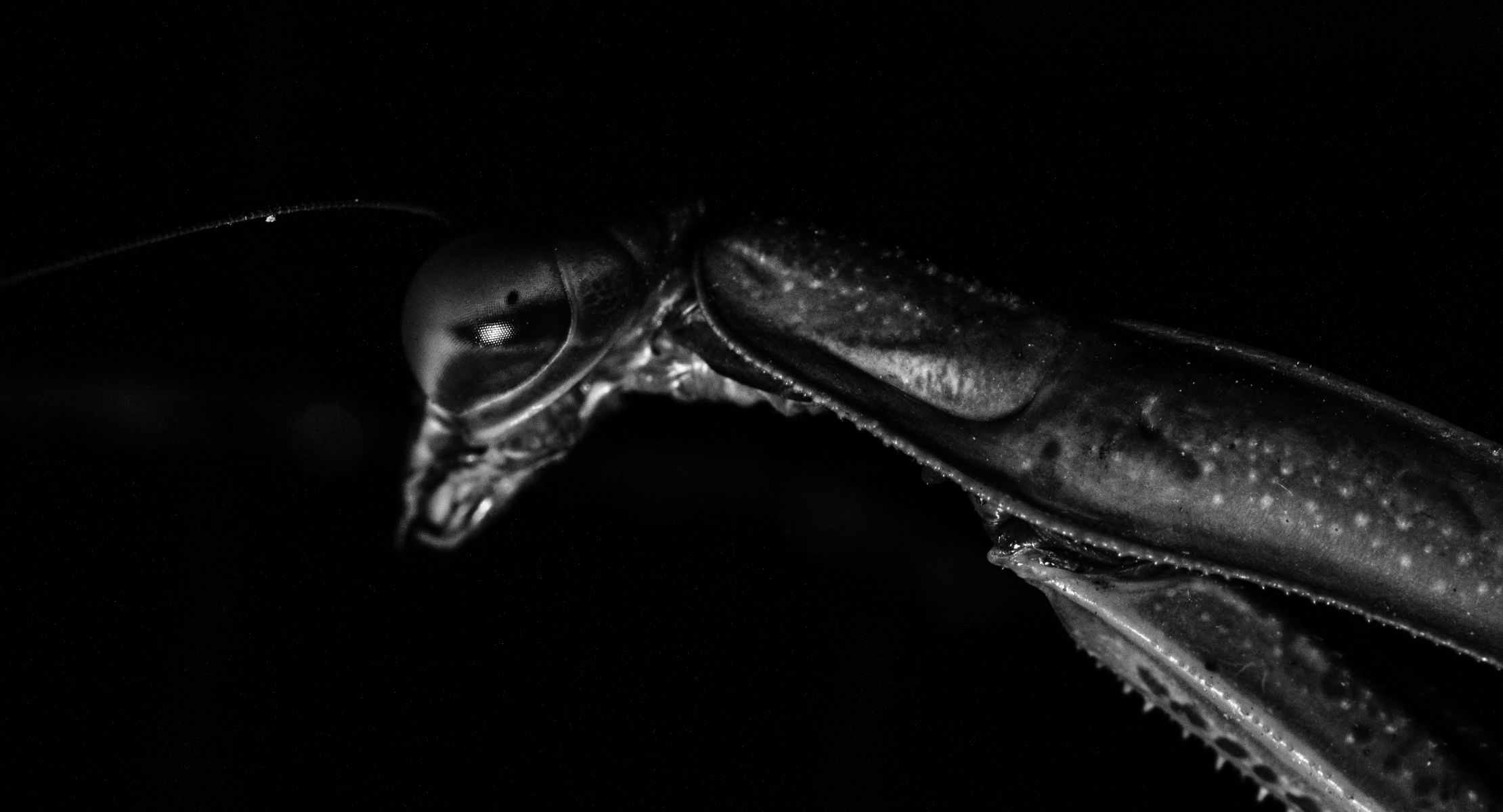 Black mantis | GANREF