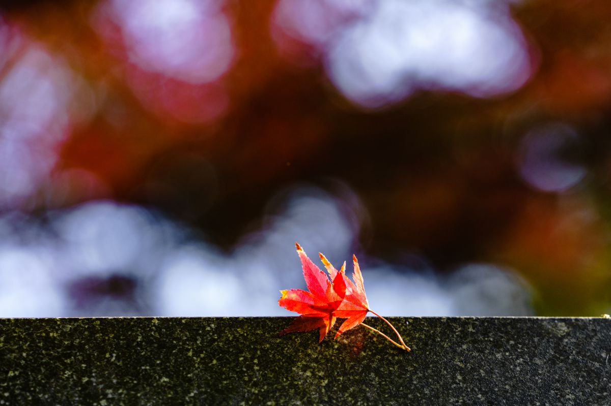 be together | GANREF