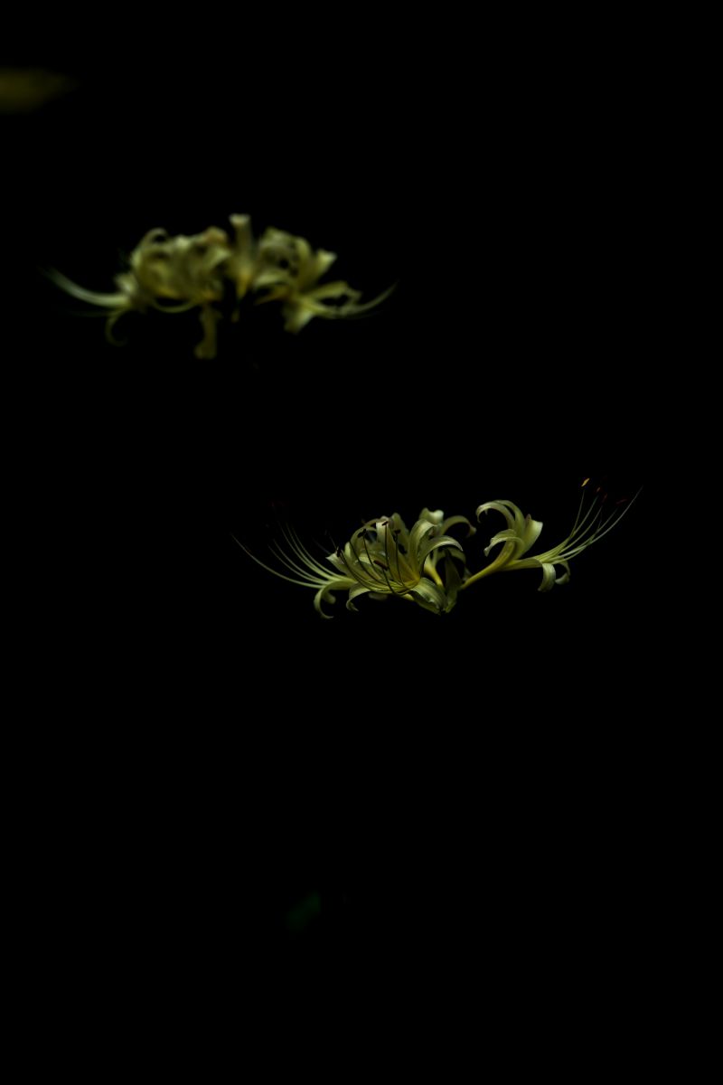 dance in the dark | GANREF