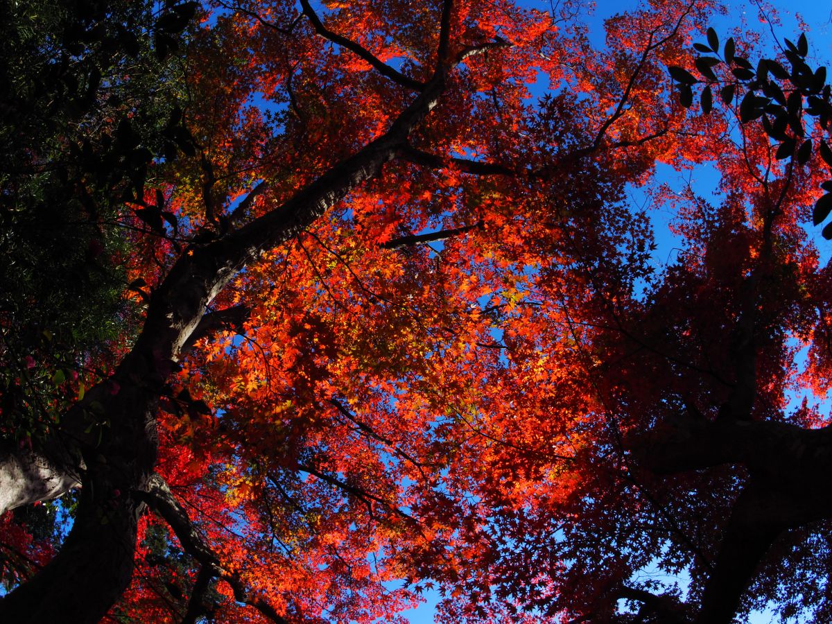 red sky above | GANREF