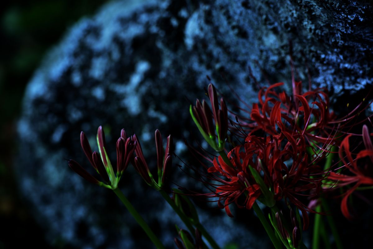 moon light is for us | GANREF