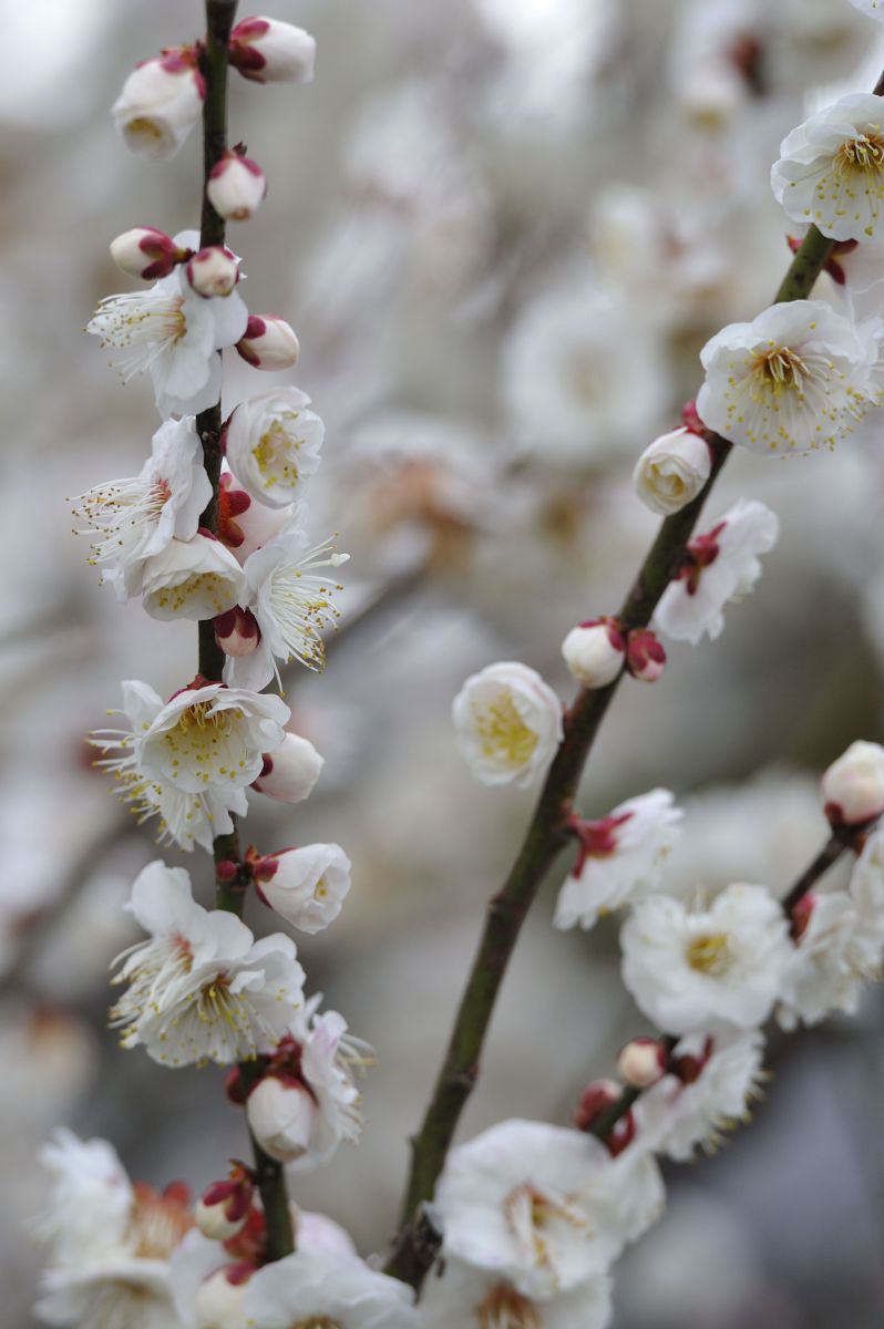 soft spring | GANREF