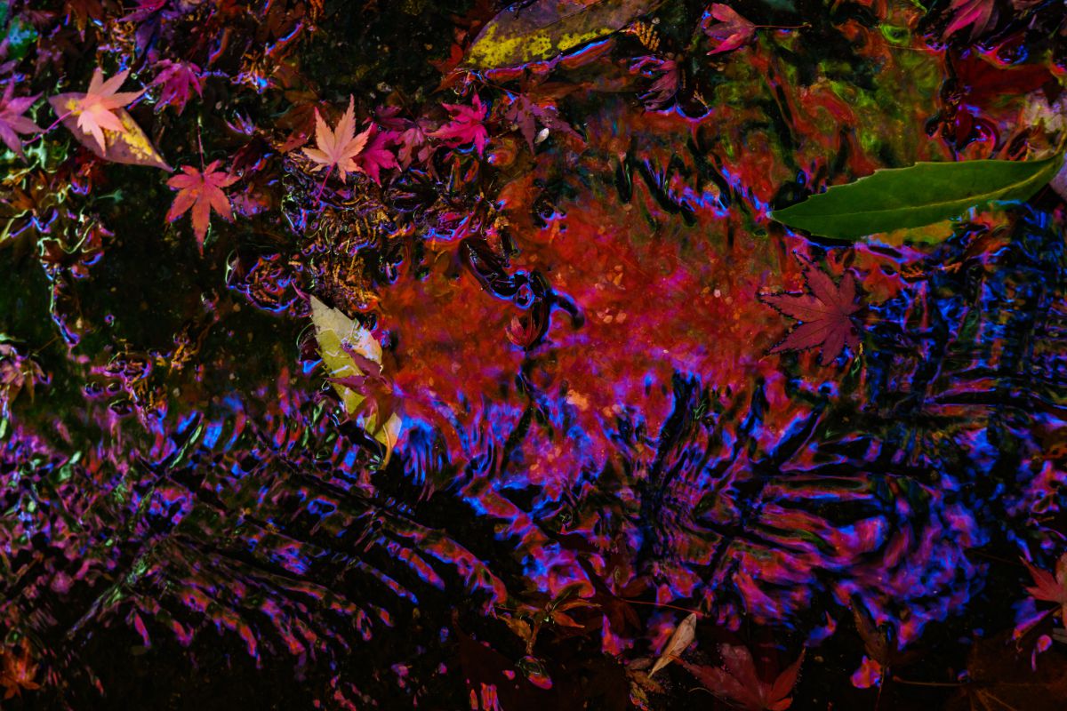 Vivid world | GANREF