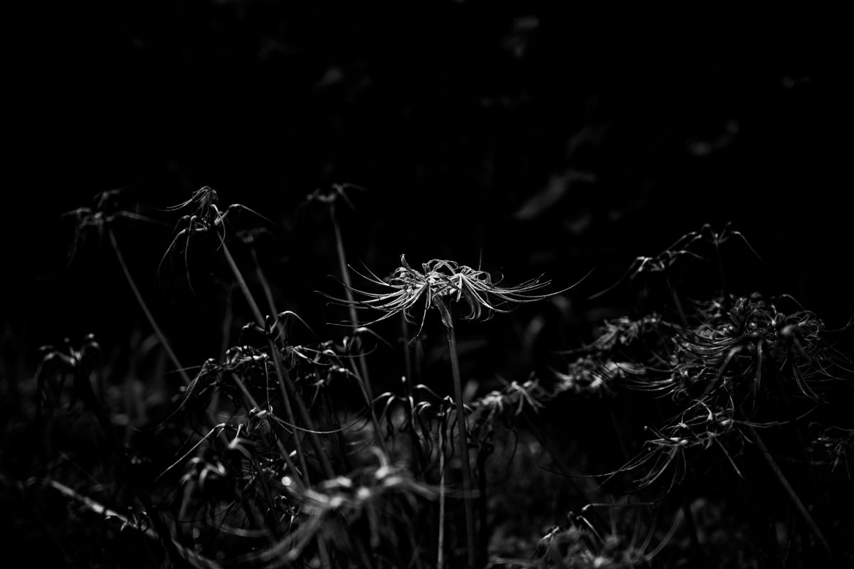 The End roll | GANREF