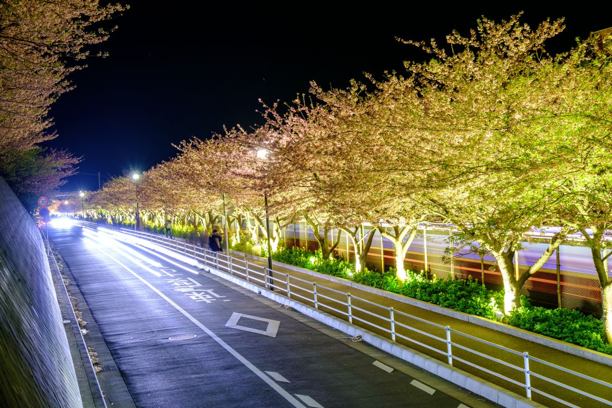 Night Sakura ver2 | GANREF