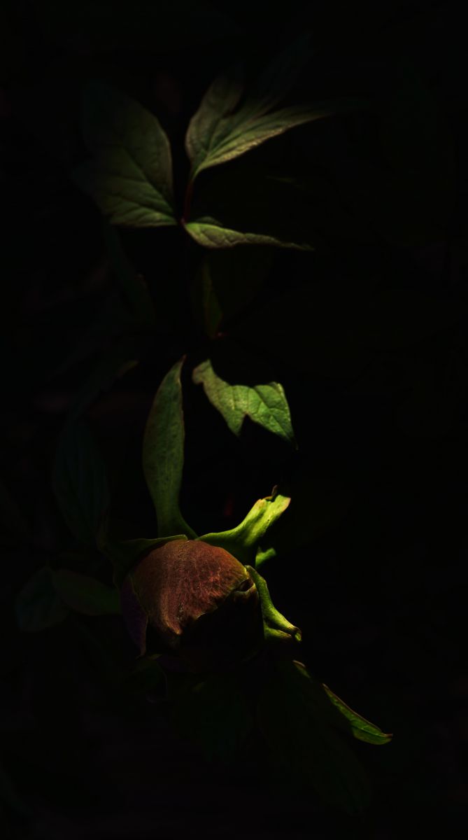 botan ~before story~ | GANREF