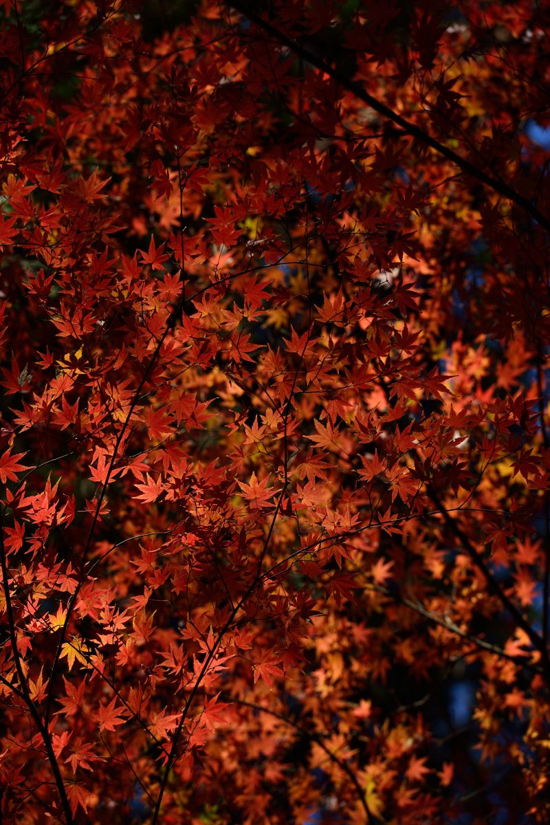 burning red | GANREF