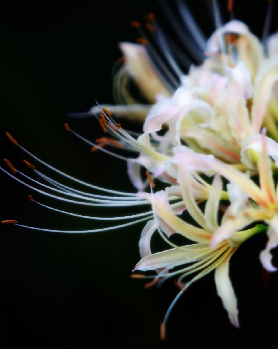white Lycoris 2 | GANREF