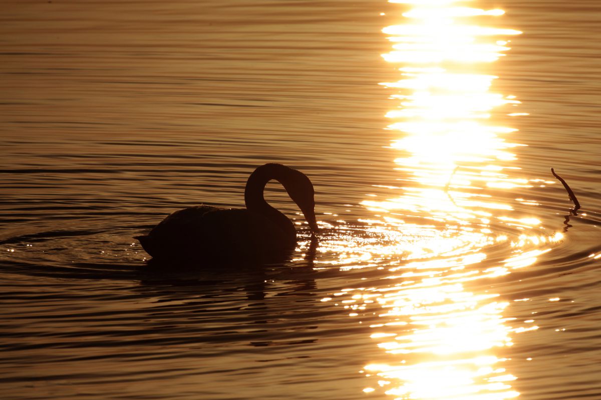 In sparkling light | GANREF