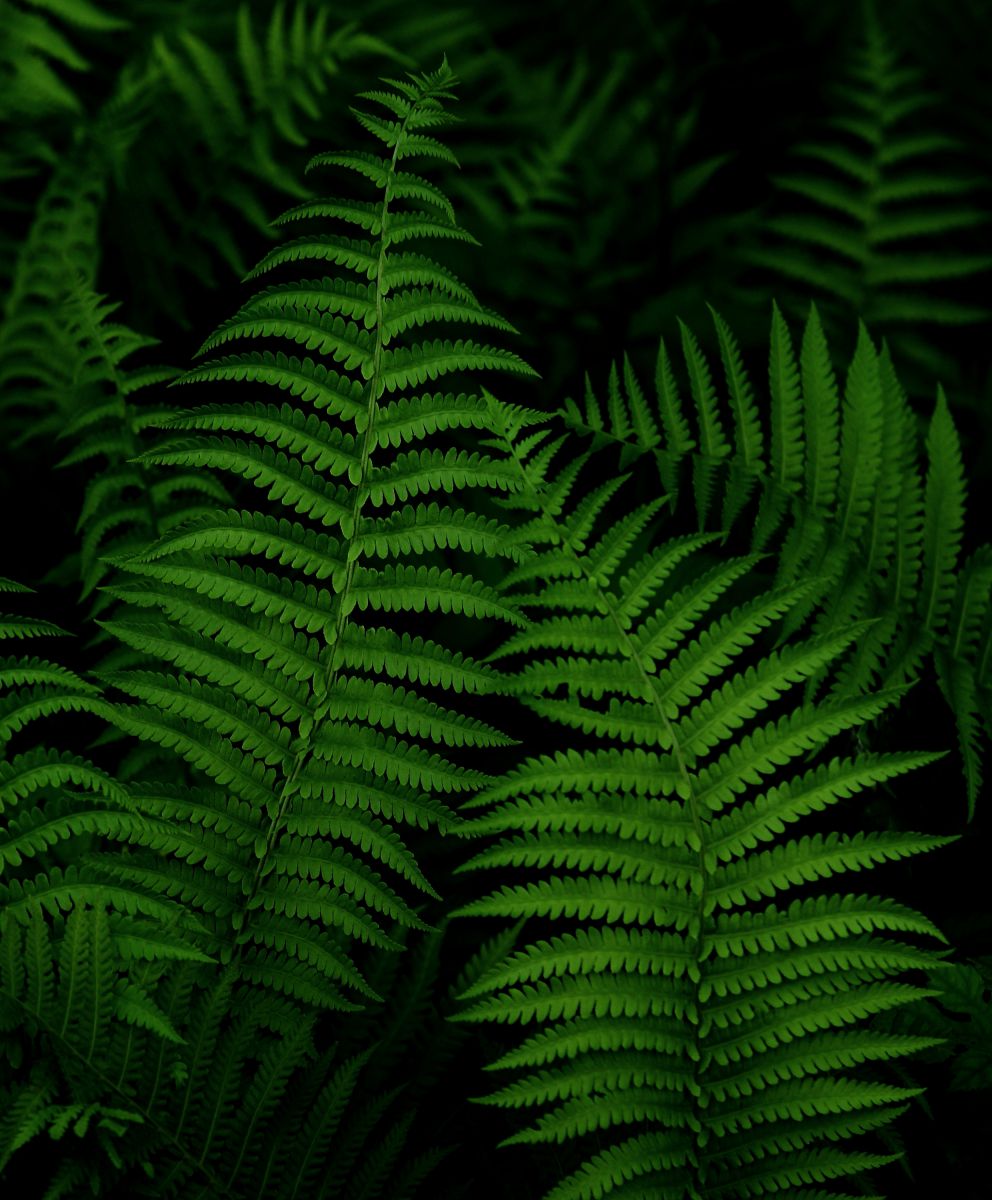 Symmetrical leaves | GANREF