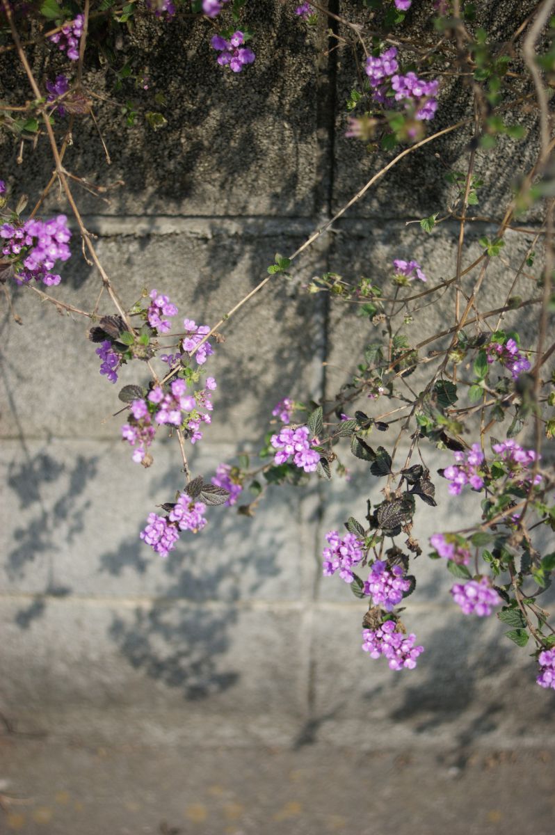 Over a wall. | GANREF