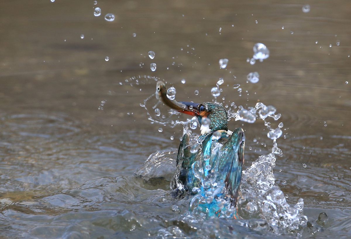 浮上！(20160227） | GANREF