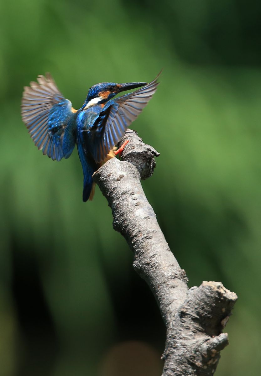 ただいま(20150628） | GANREF