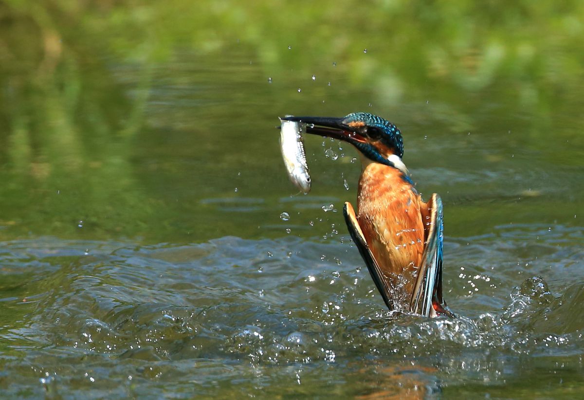 浮上！(20150801） | GANREF