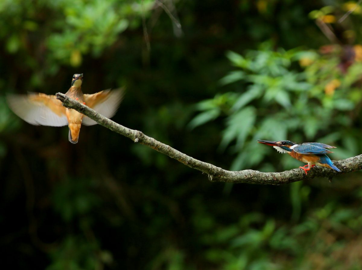 バトルの予感 | GANREF