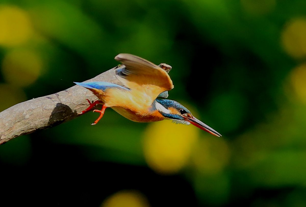 行きま～す♪ | GANREF