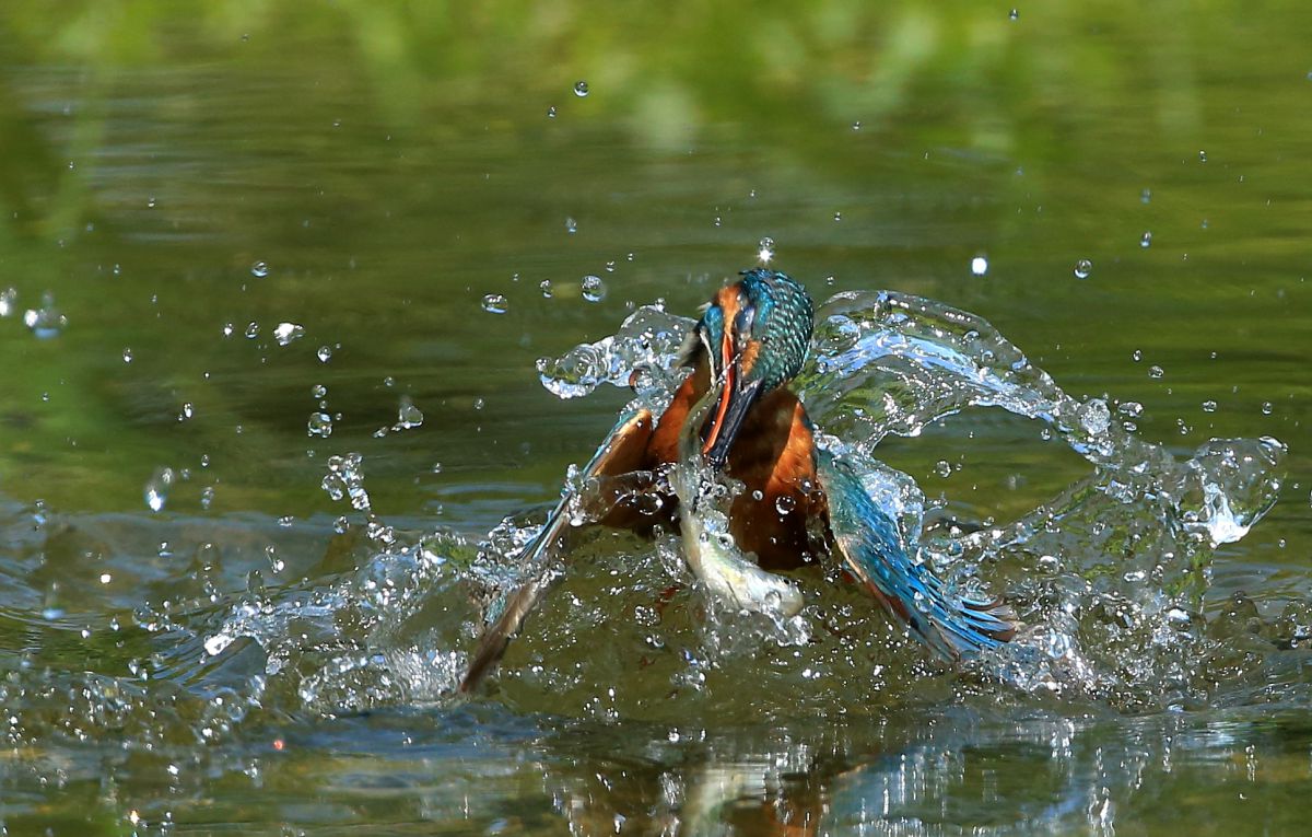 「獲ったどぉ～！」(20150801） | GANREF