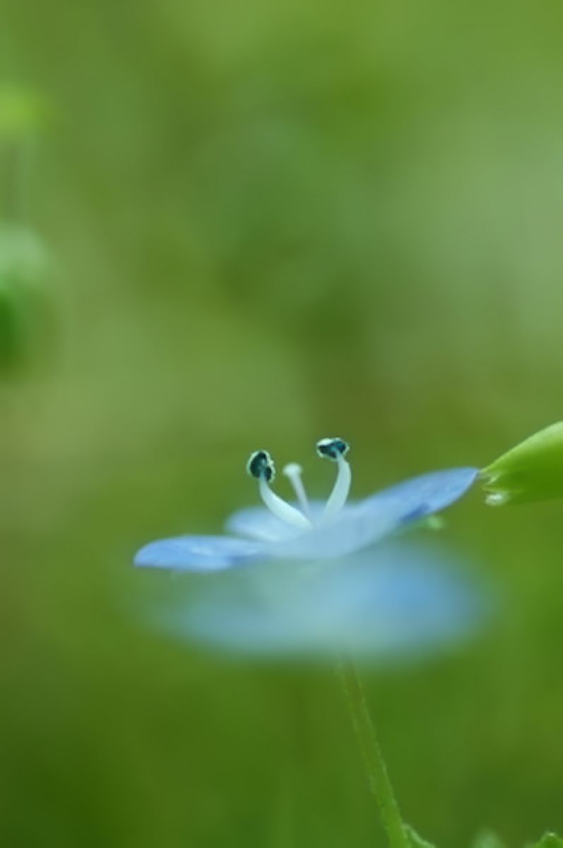 蒼のバレリーナ | GANREF