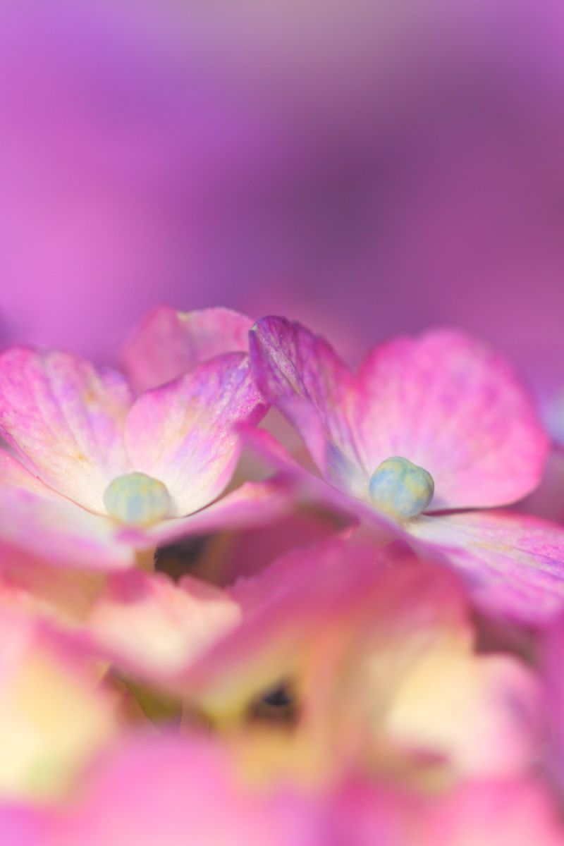 The purple micro-world | GANREF