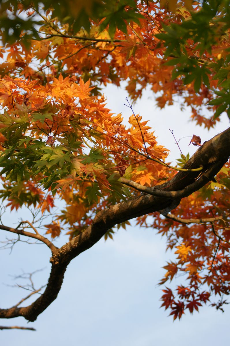 色づき始め | GANREF