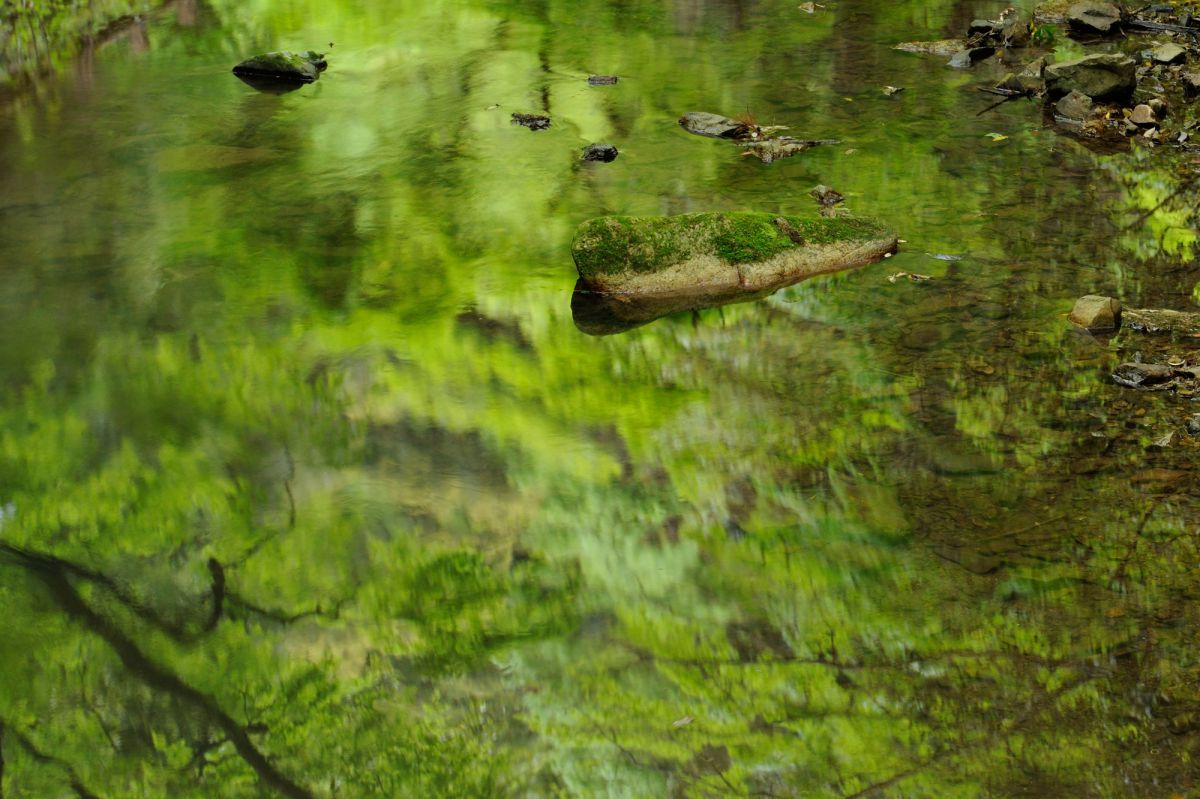 Green Reflection | GANREF