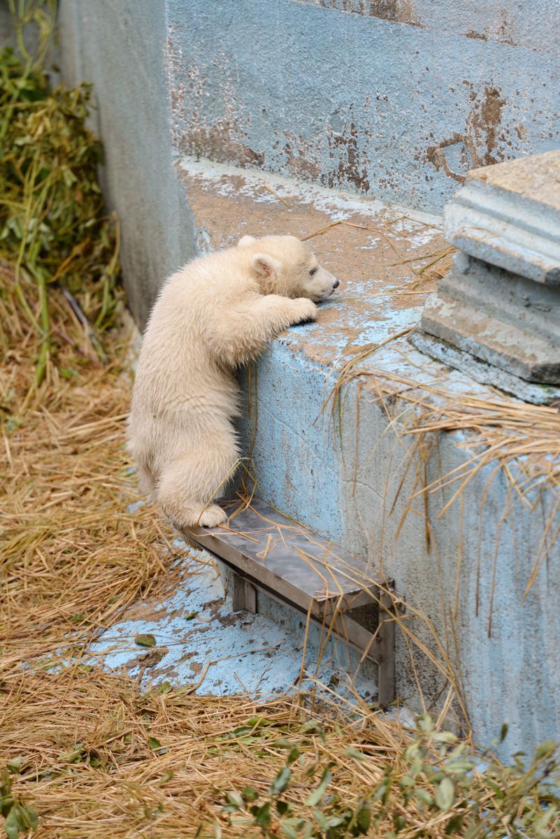 Climbing Jr. | GANREF