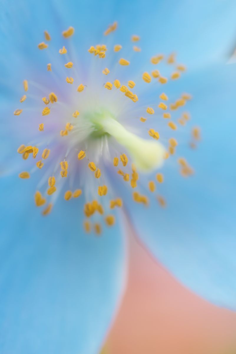 Transparent Blue | GANREF