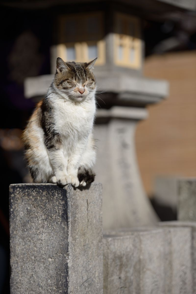 Call Me KOMANEKO | GANREF