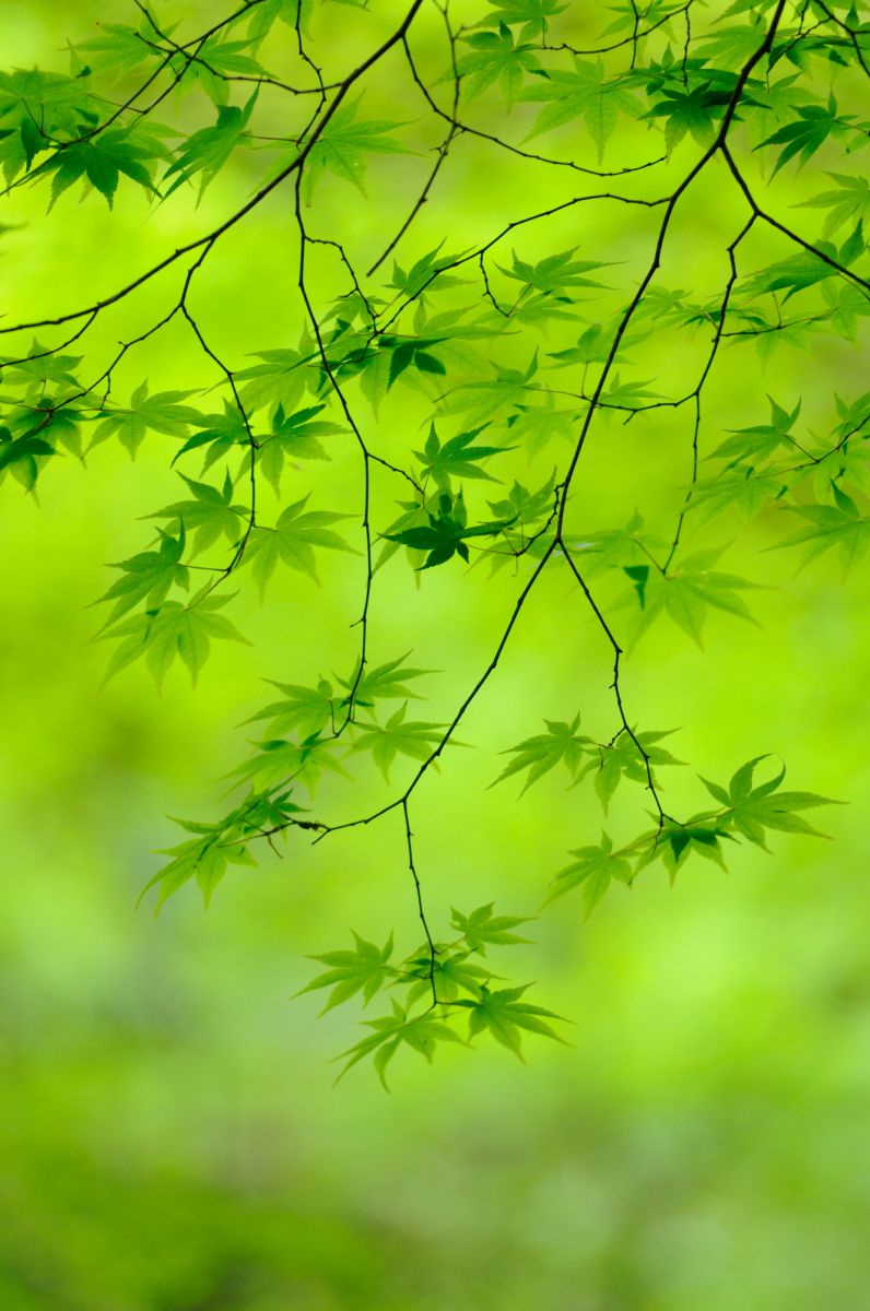 Green Leaves | GANREF