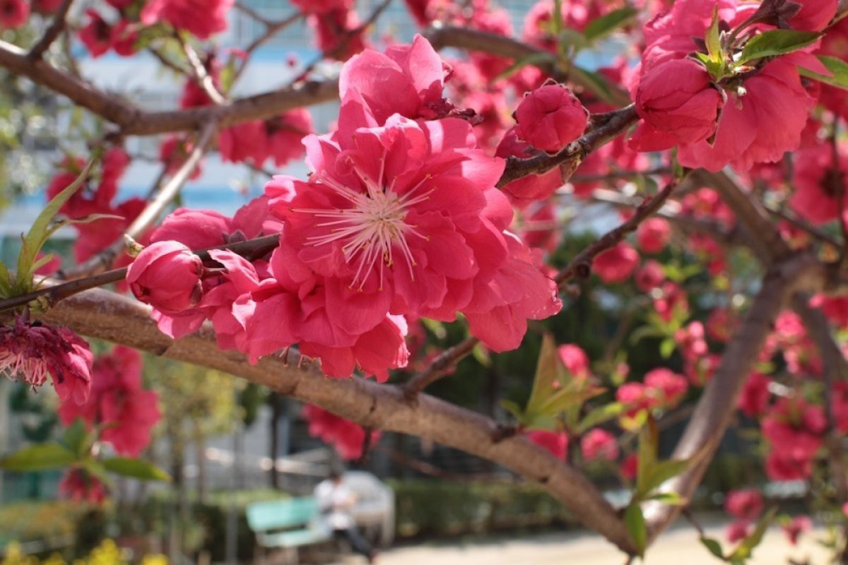 桃の下にて | GANREF