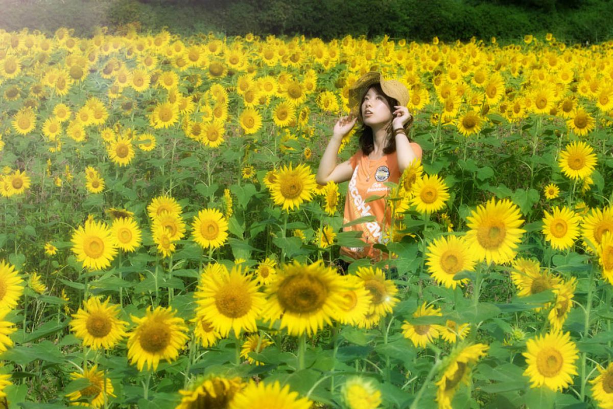 ひまわり scene 08 | GANREF