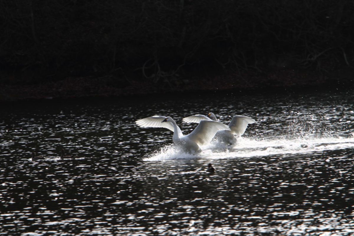 two landing | GANREF