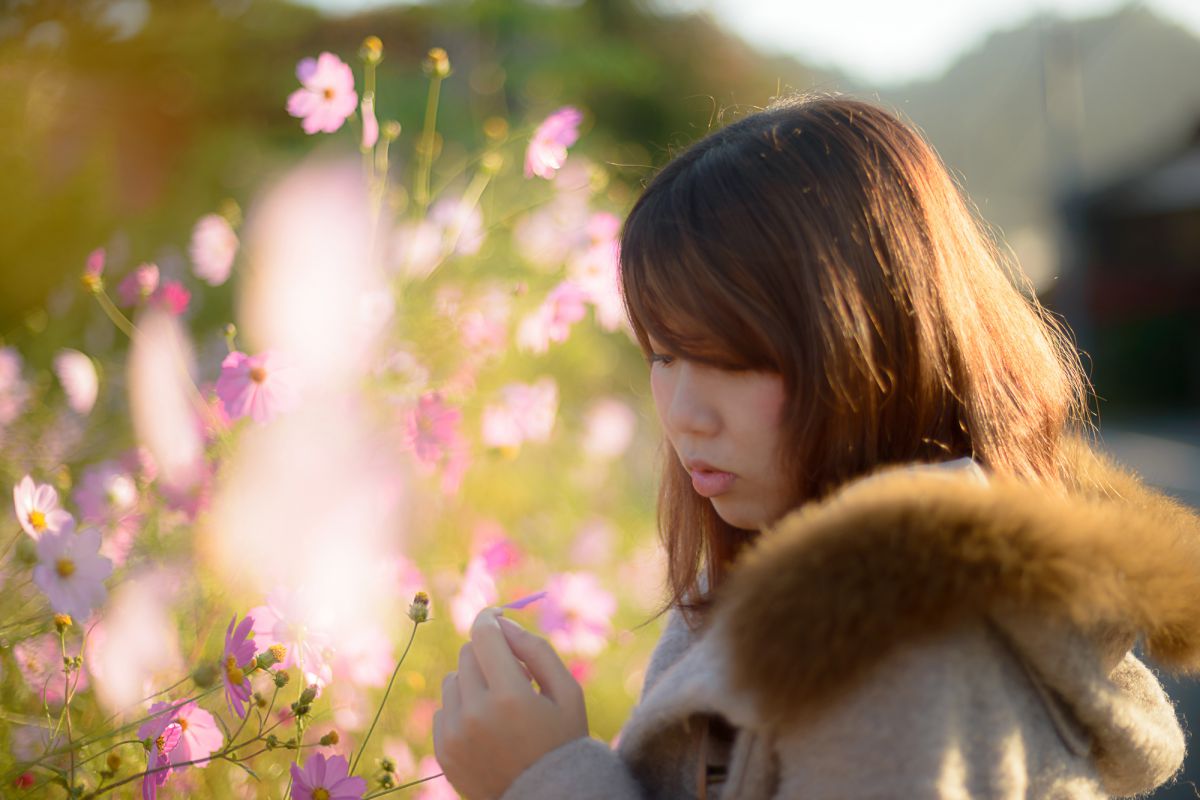 コスモスのある風景 | GANREF