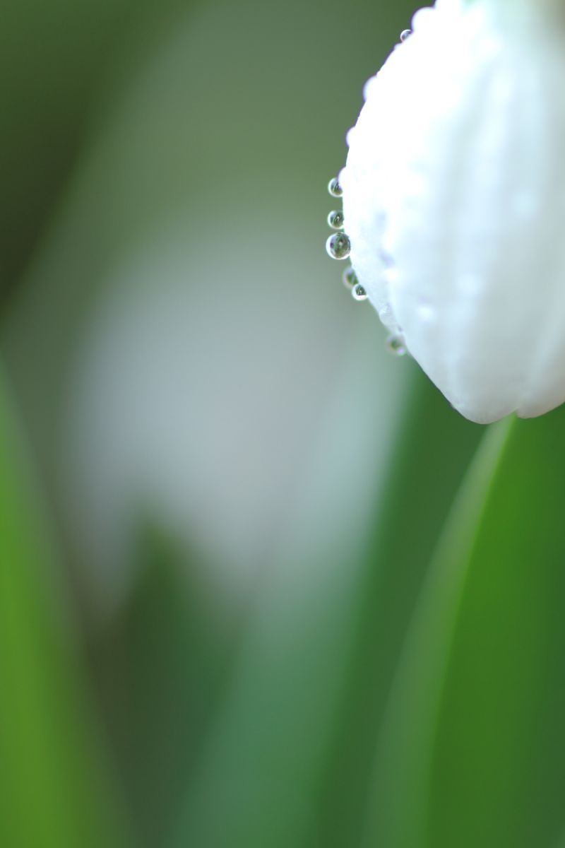 Drops on the Snowdrop | GANREF