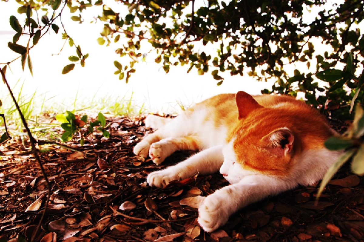 SLEEP GARDEN*゜ | GANREF