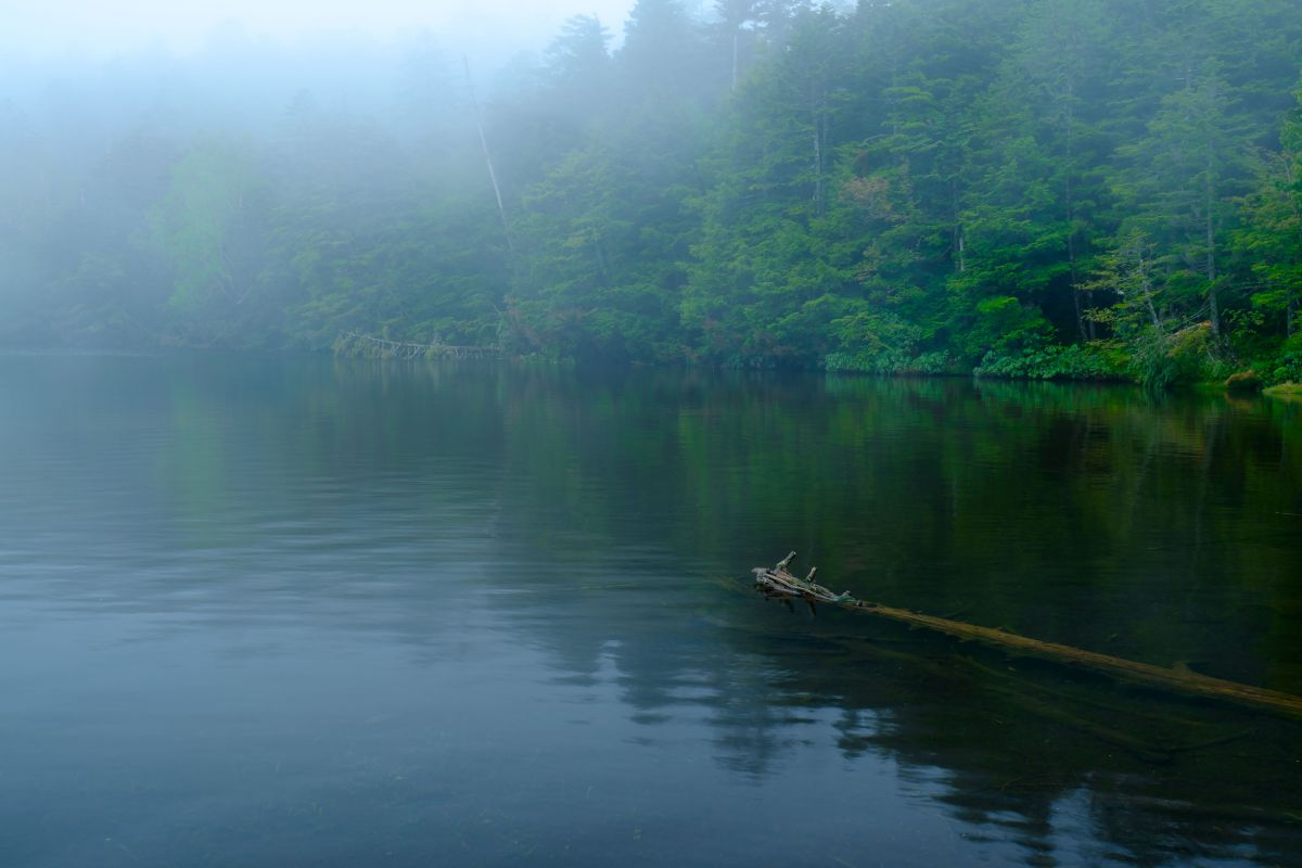 Deep forest | GANREF