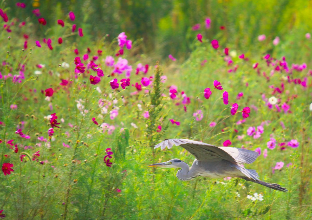 こすもす畑 | GANREF