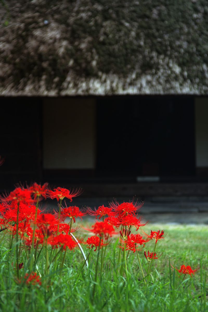 お彼岸ですよ～と | GANREF