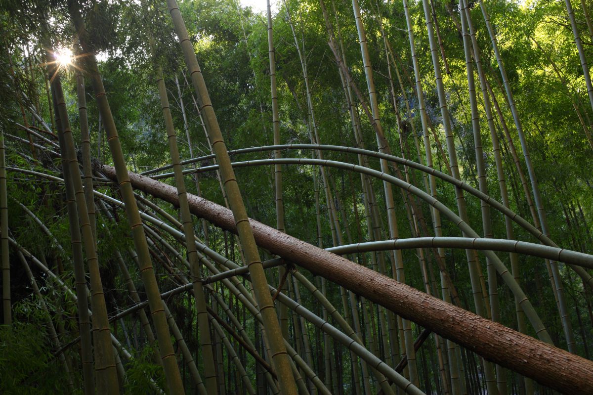 Bamboo Music | GANREF