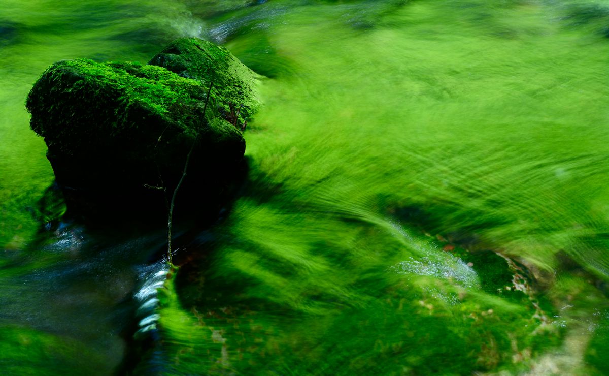 Green moment | GANREF