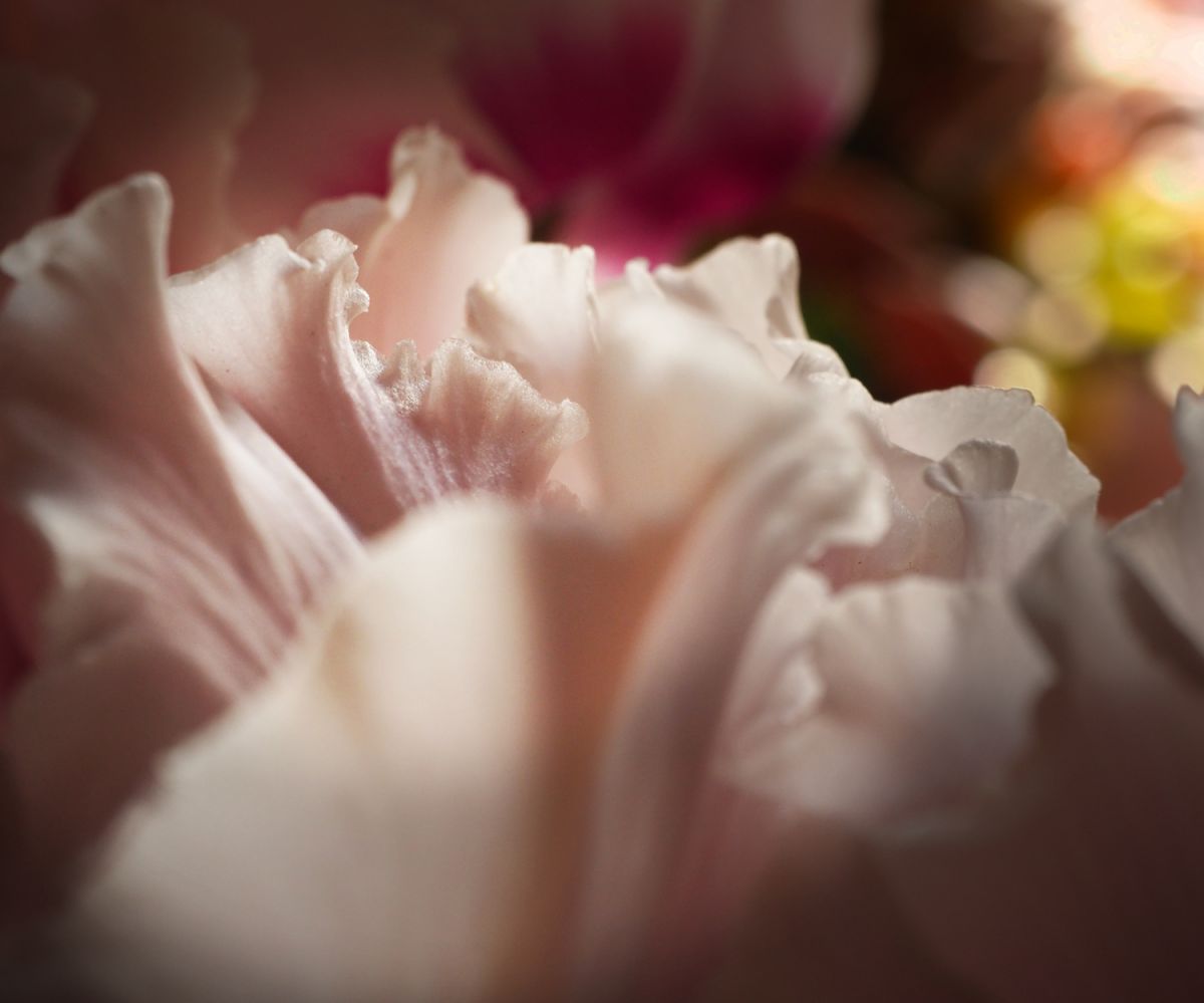 シクラメンの・・・ | GANREF